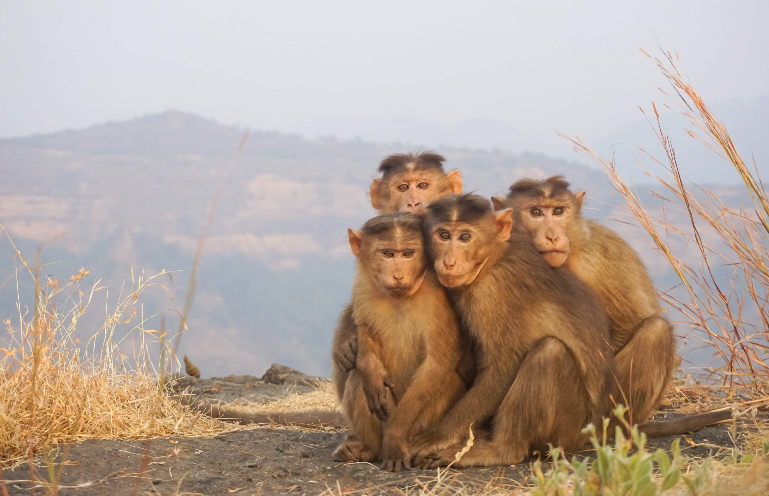 16 Best Songs About Monkeys To Make You Hang Around - Singersroom.com