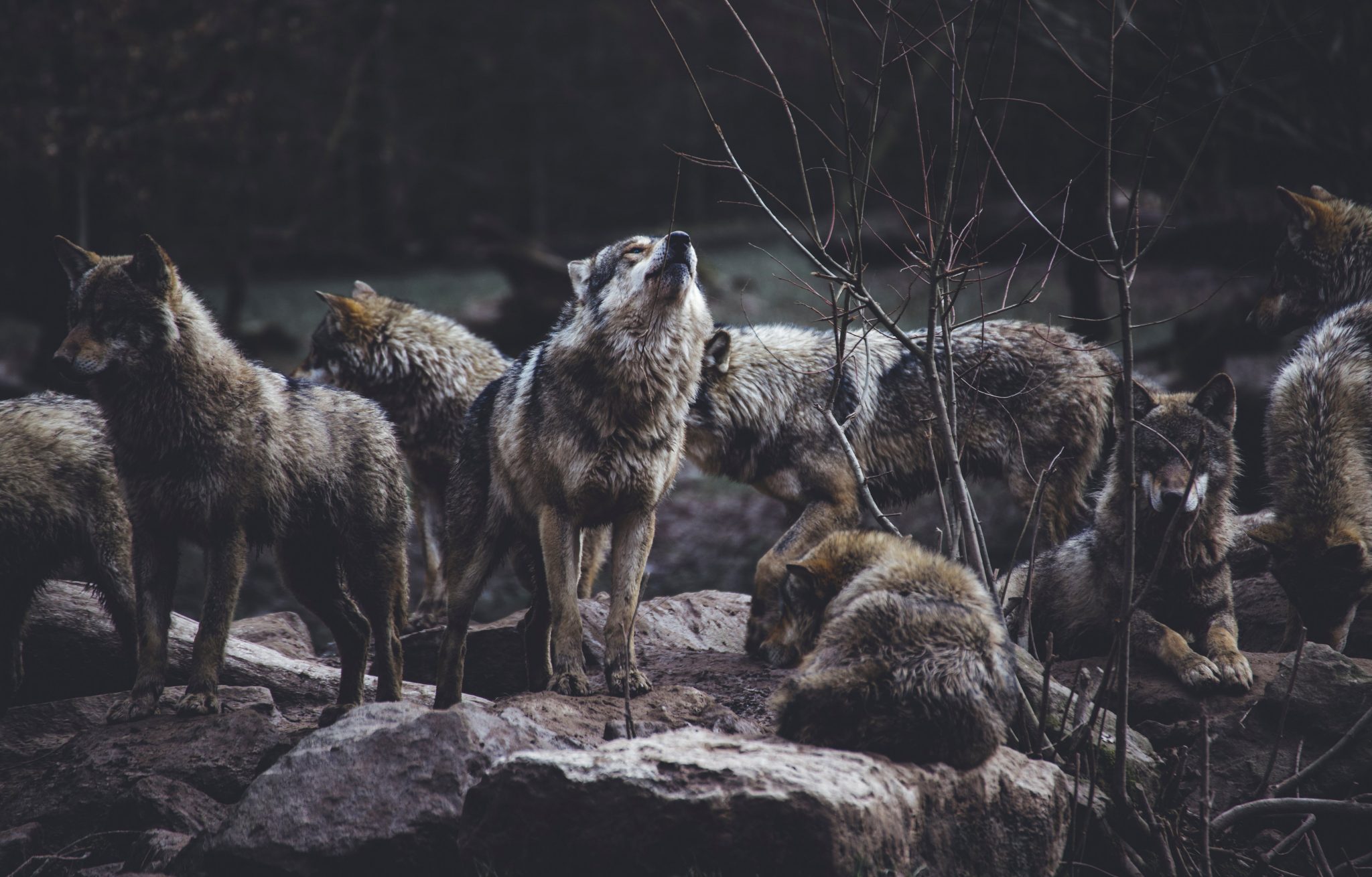 16 Best Songs About Wolves - Singersroom.com
