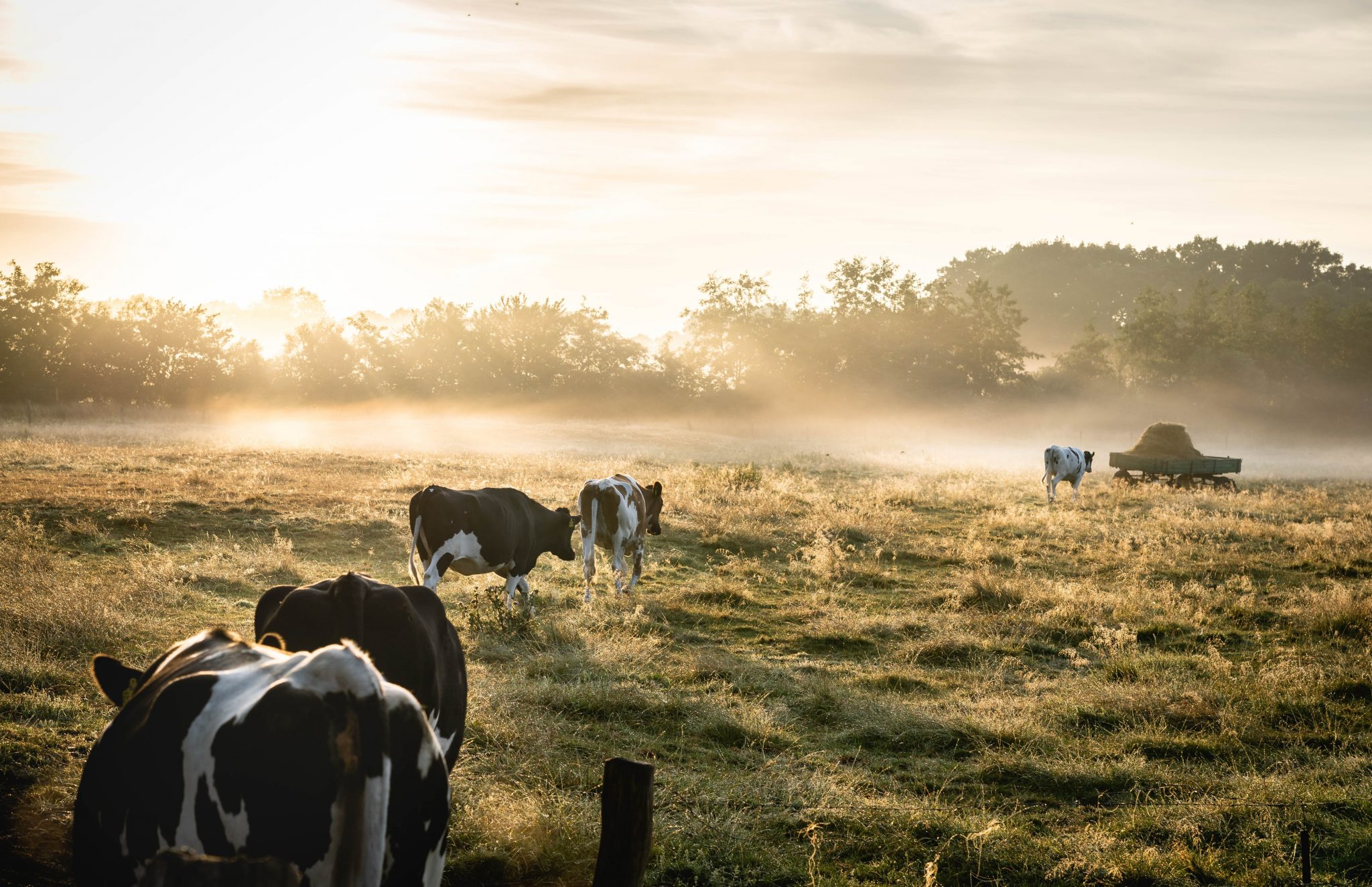 12 Best Songs about Cows - Singersroom.com