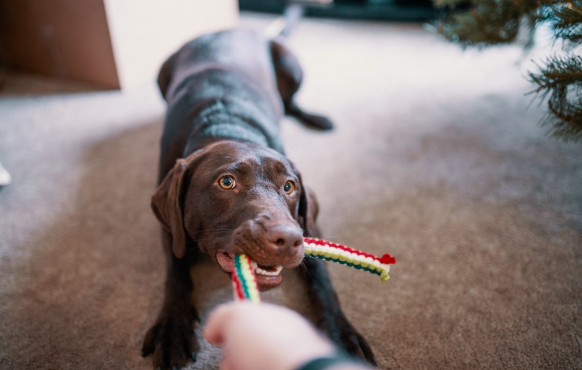 18 Best Songs about Dogs to Celebrate our Furry Friends - Singersroom.com