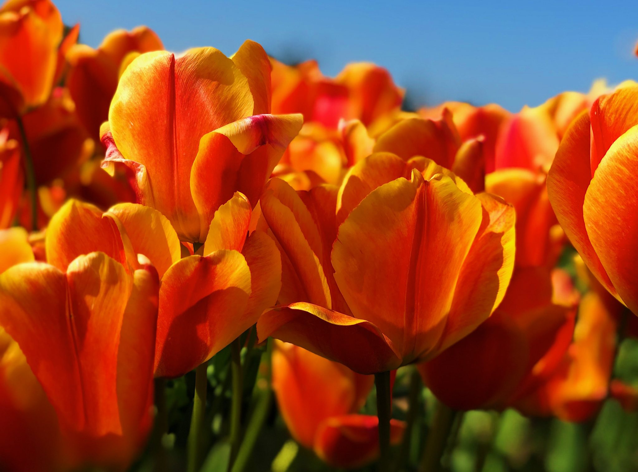 20 Songs About The Color Orange - Singersroom.com