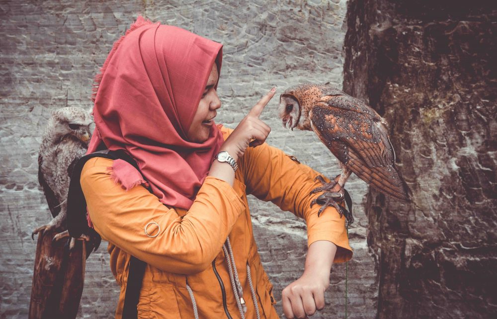 20 Songs About Owls - Singersroom.com
