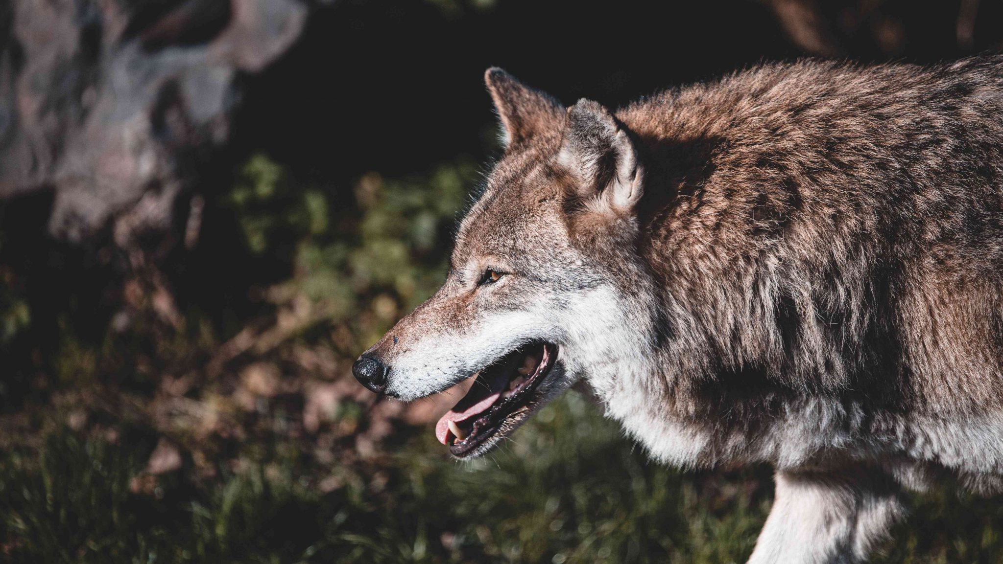 20 Songs About Werewolves - Singersroom.com