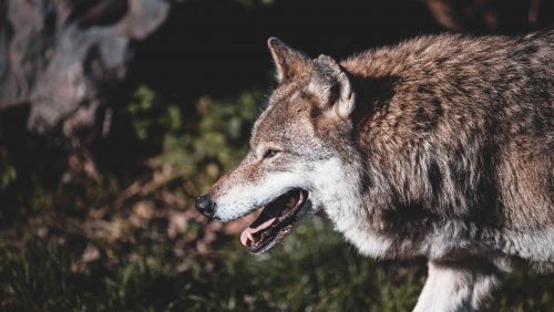 20 Songs About Werewolves - Singersroom.com