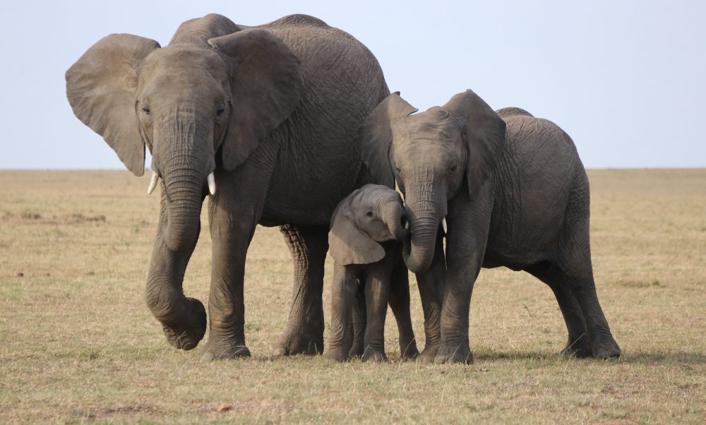 20 Songs about Elephants - Singersroom.com