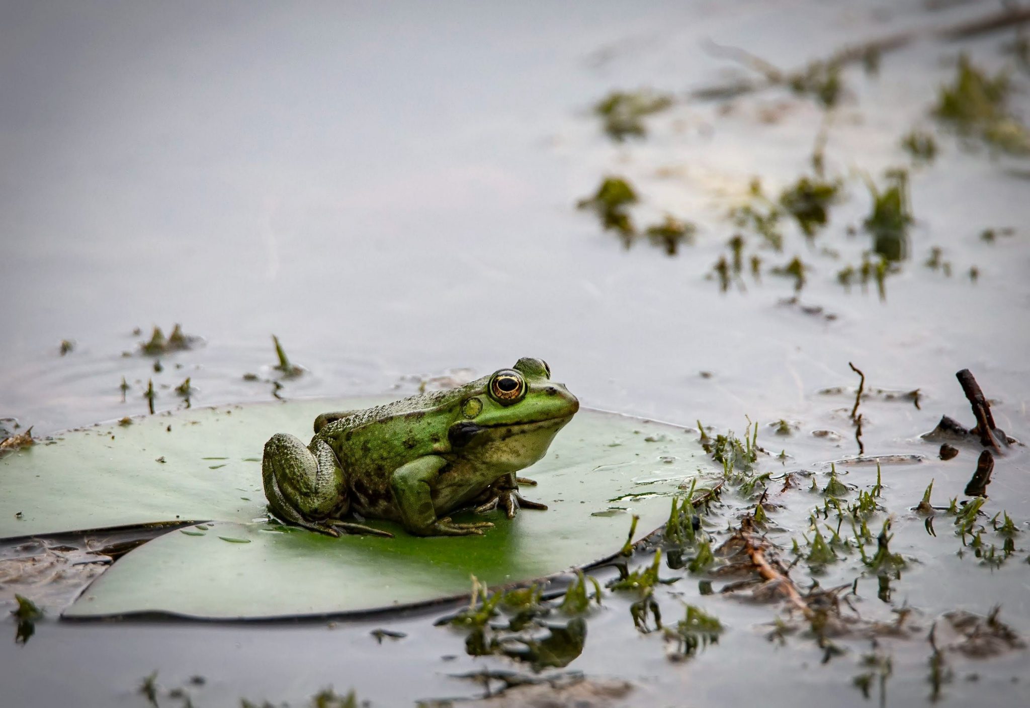 12 Best Ribbiting Songs about Frogs of All Time - Singersroom.com
